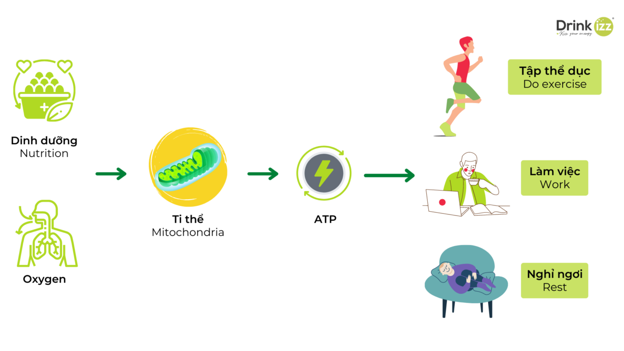 JUMPING ROPE EXERCISES - AWAKE YOUR NATURAL ENERGY, BURNING CALORIES ...